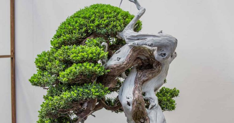 Sumo: The History & Rules of Japan's National Sport | japanistry.com