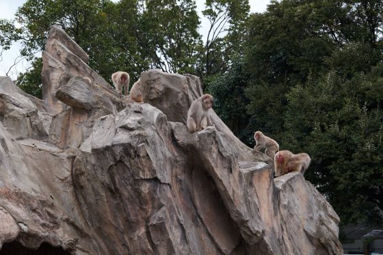 Ueno Zoo: Panda Viewing in Tokyo | japanistry.com
