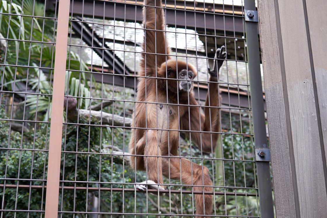 Ueno Zoo: Panda Viewing in Tokyo | japanistry.com