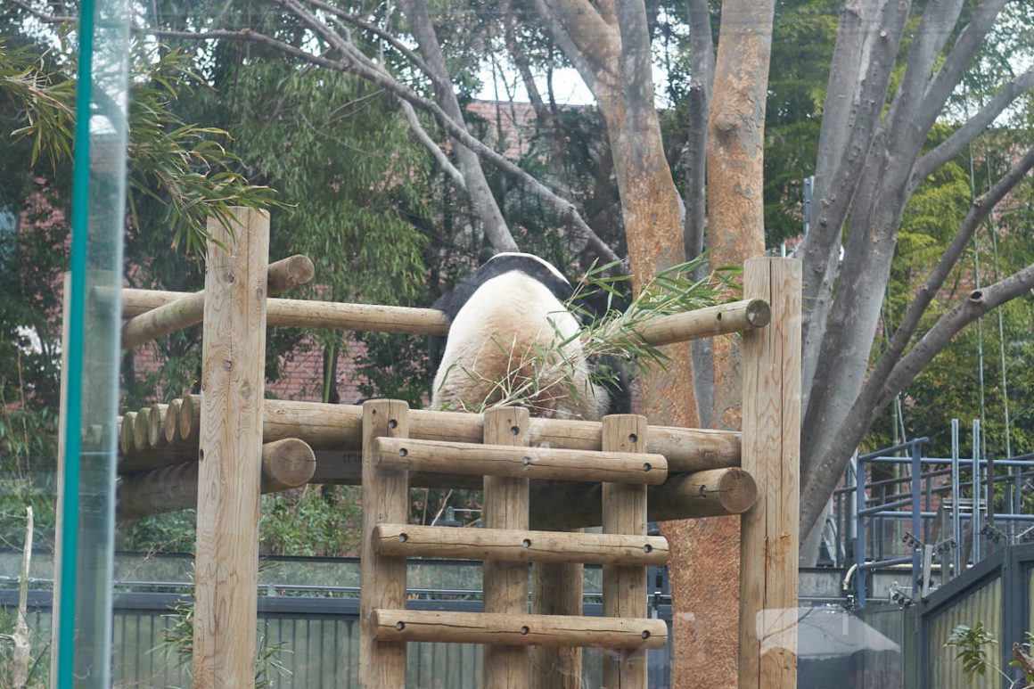 Ueno Zoo: Panda Viewing in Tokyo | japanistry.com